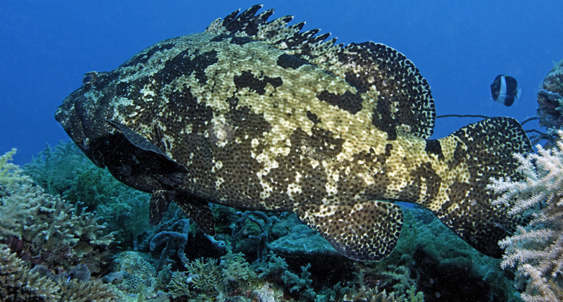 Mérou » Vacances - Guide Voyage